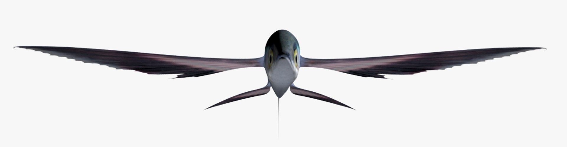 3D Mirrorwing Flyingfish - TurboSquid 1370641