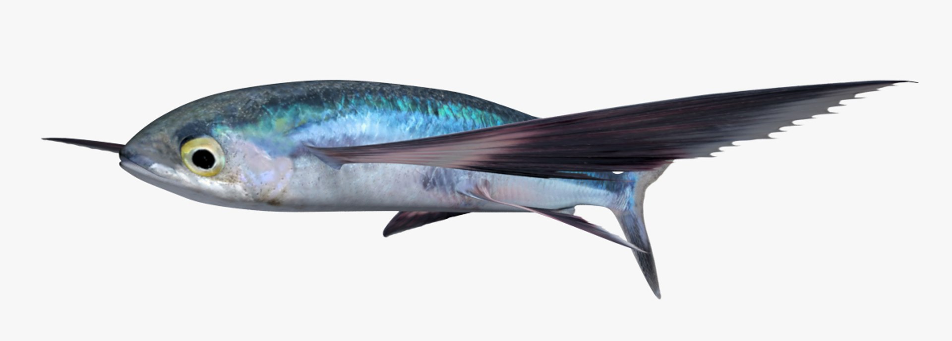 3D Mirrorwing Flyingfish - TurboSquid 1370641