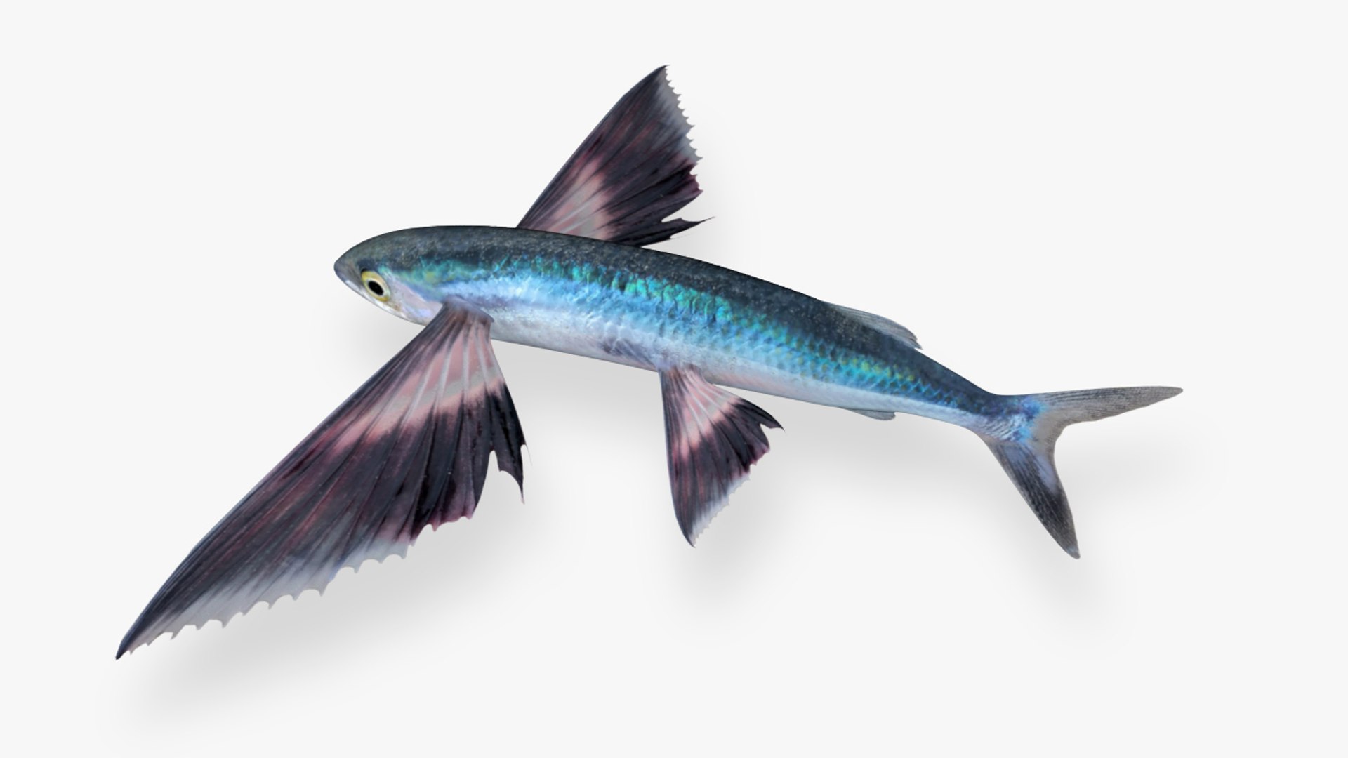 3D Mirrorwing Flyingfish - TurboSquid 1370641