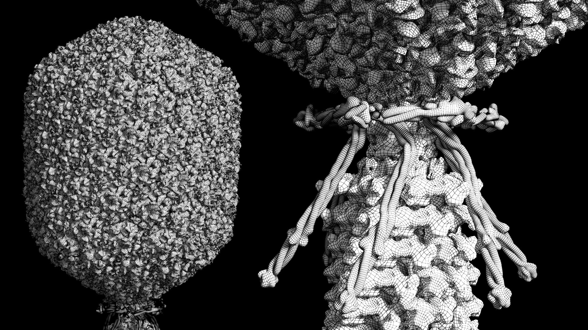 3D Model Bacteriophage T4 - TurboSquid 2517628