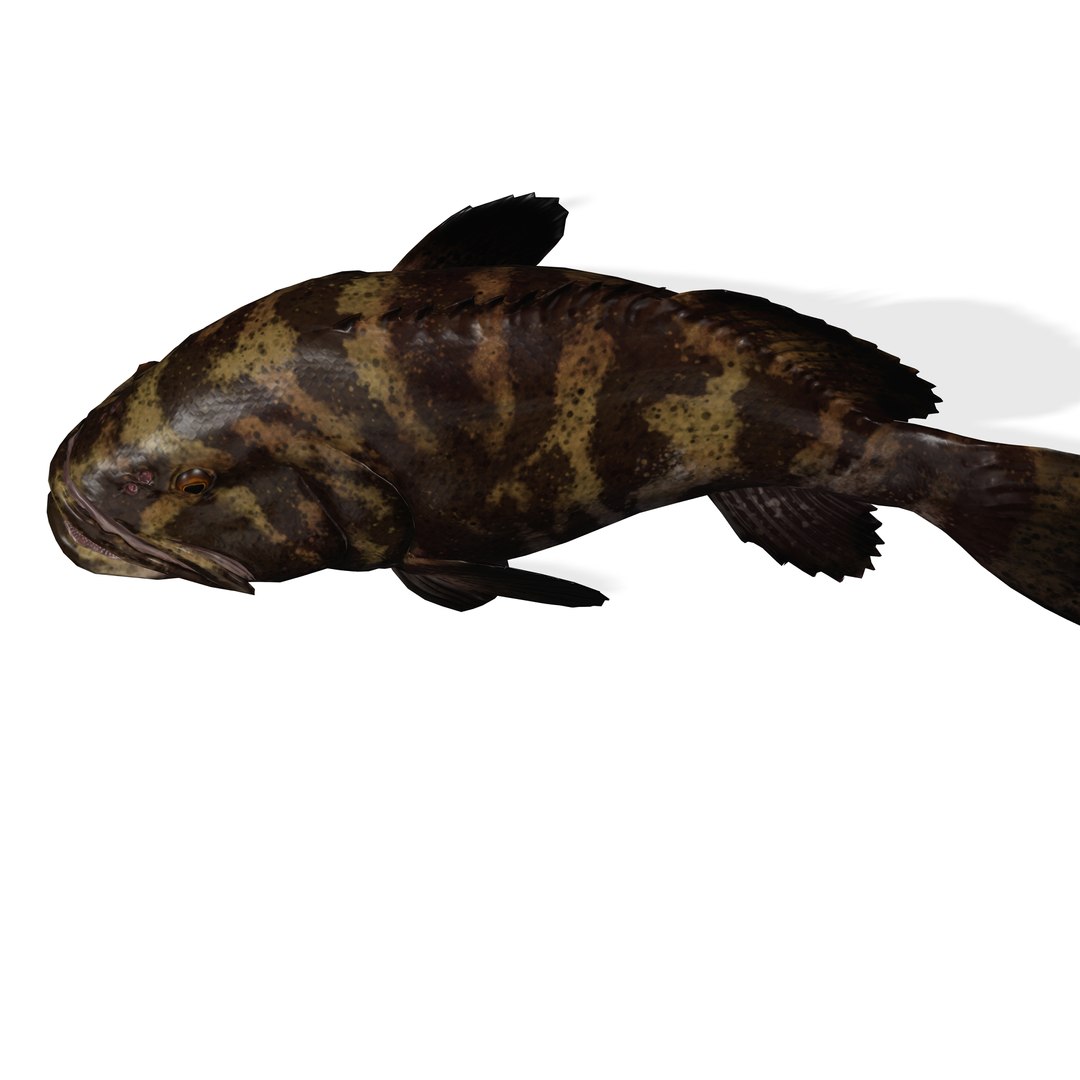 3D Coral Fish Goby Epinephelinae Epinephelus bruneus - TurboSquid 2156836