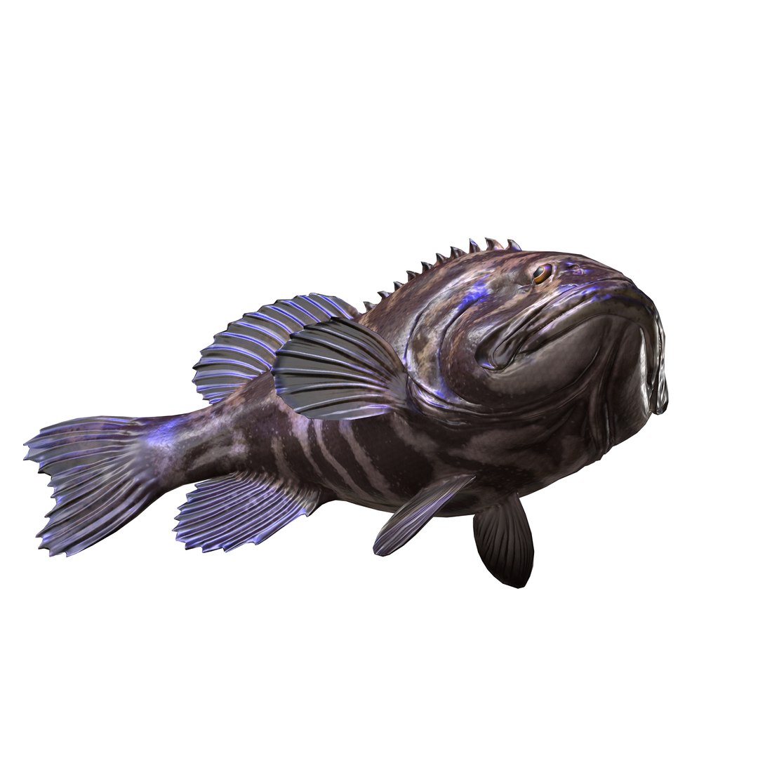 3D Coral Fish Goby Epinephelinae Epinephelus bruneus - TurboSquid 2156836