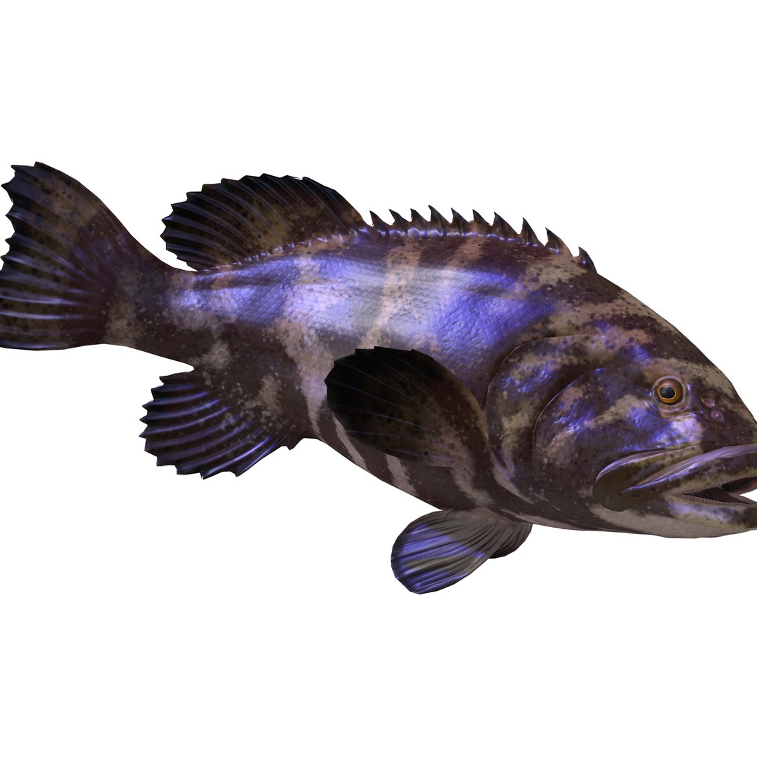 3D Coral Fish Goby Epinephelinae Epinephelus bruneus - TurboSquid 2156836