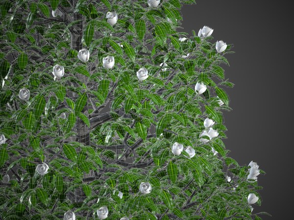 XfrogPlants Southern Mangolia - Magnolia Grandiflora 3D model ...