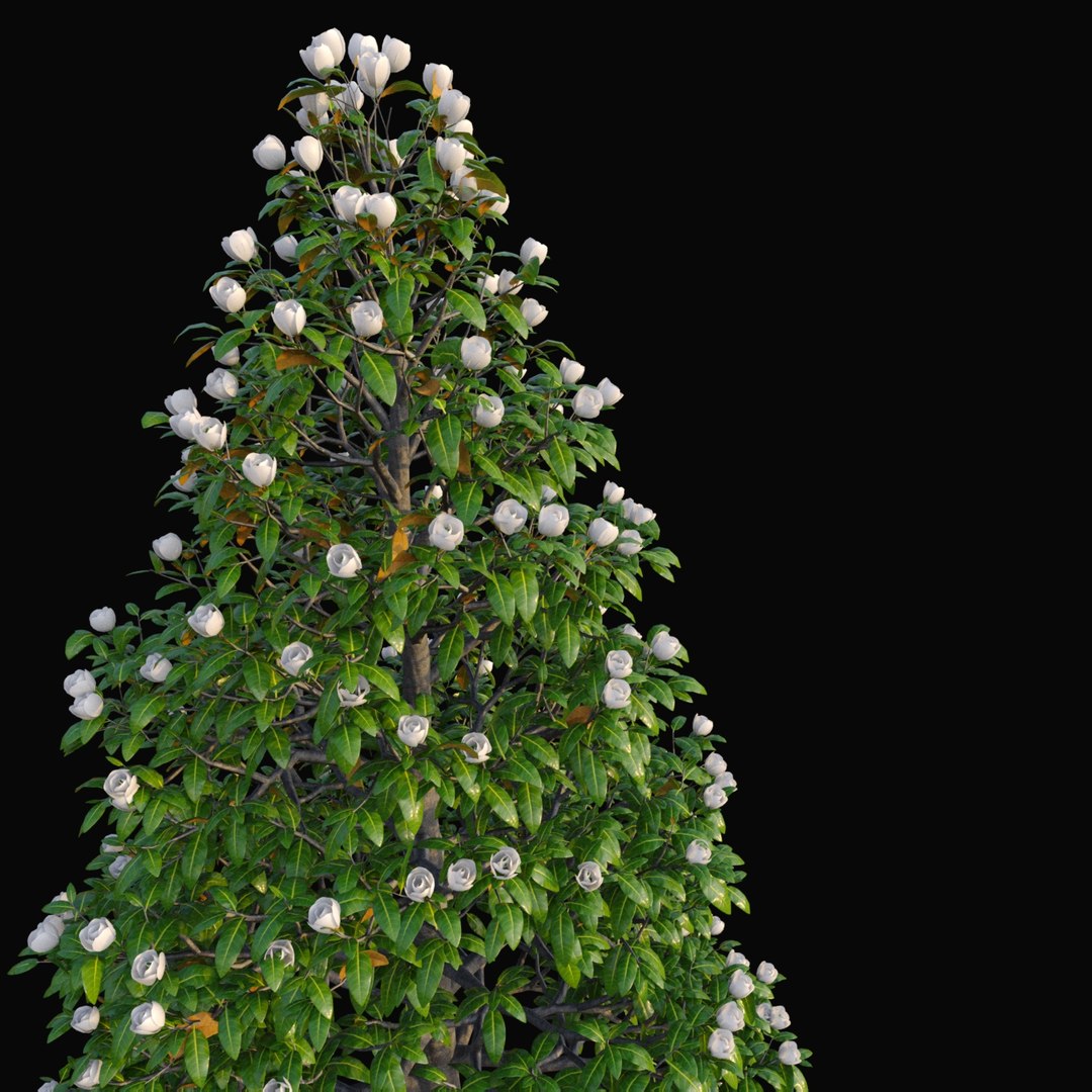 XfrogPlants Southern Mangolia - Magnolia Grandiflora 3D Model ...