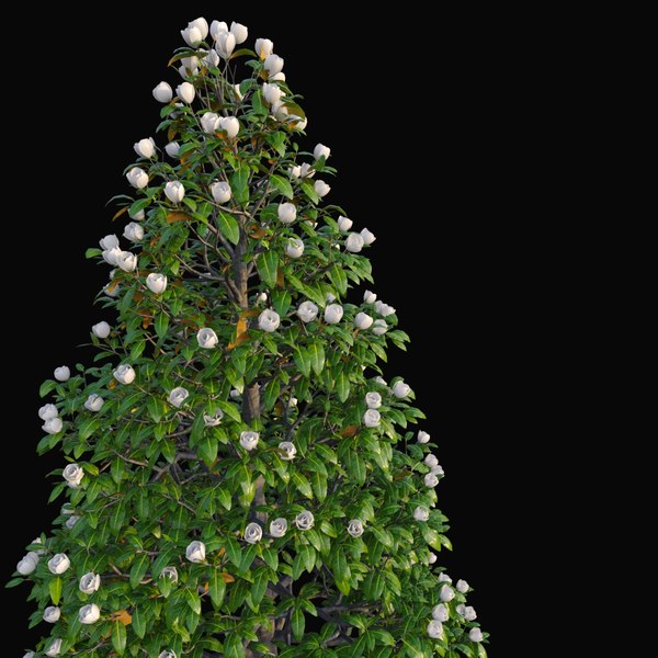 XfrogPlants Southern Mangolia - Magnolia Grandiflora 3D model ...