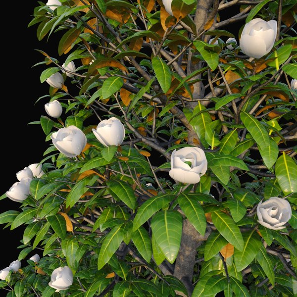 XfrogPlants Southern Mangolia - Magnolia Grandiflora 3D model ...