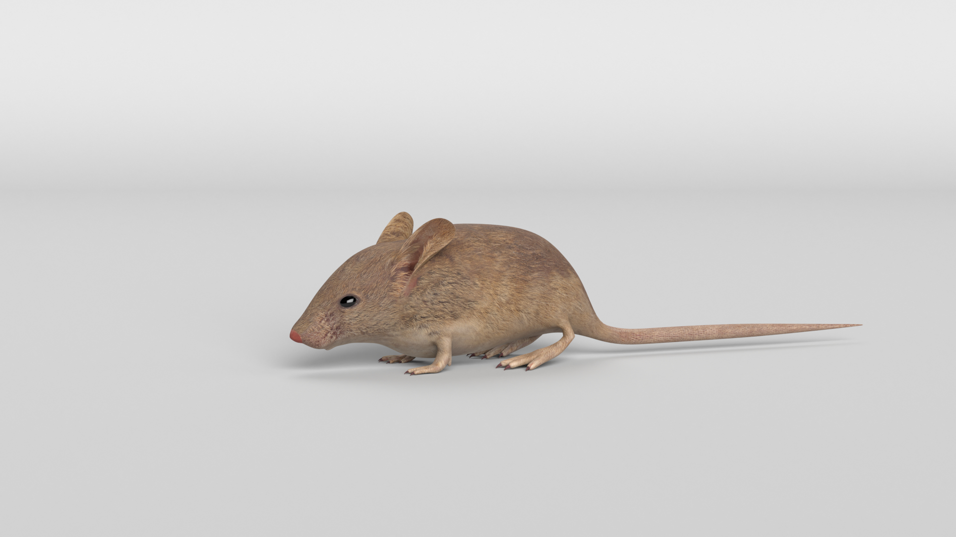 Mouse animal mammal model - TurboSquid 1673928
