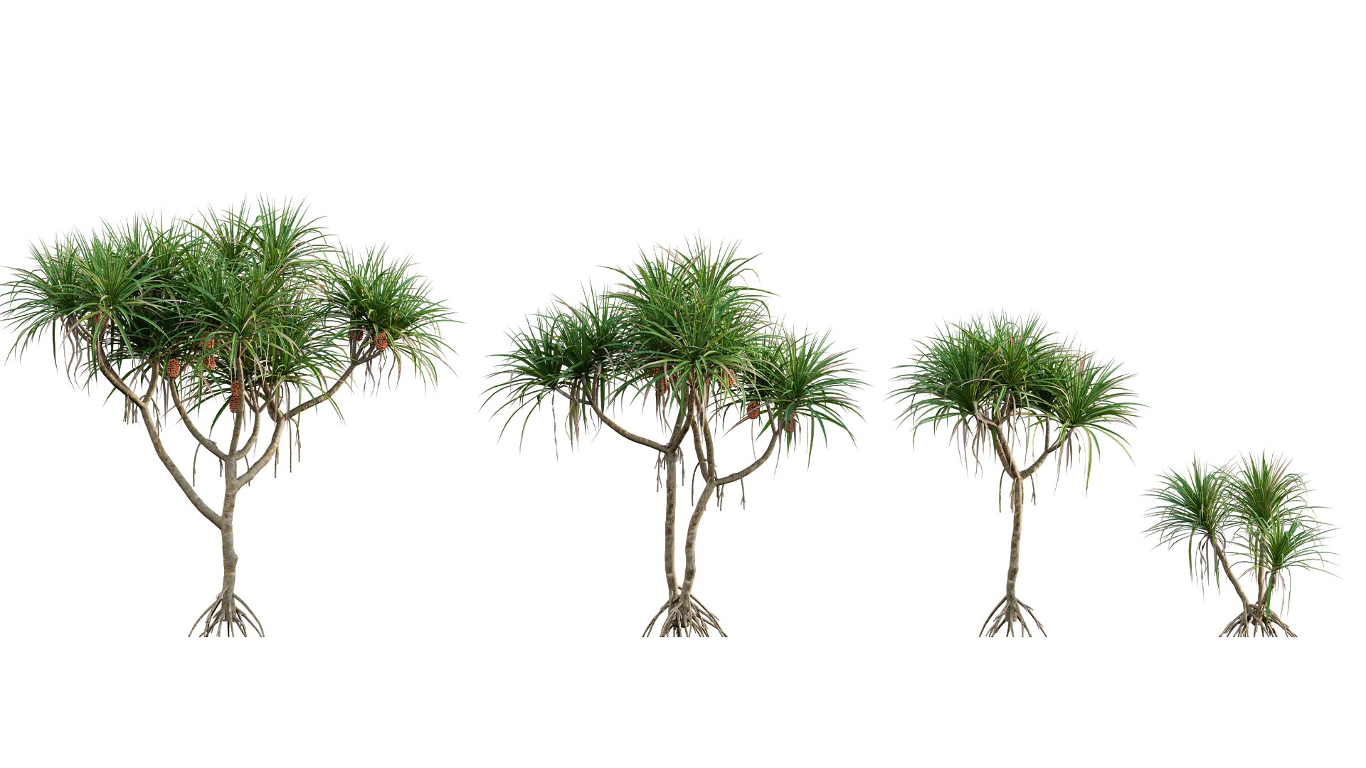 Pandanus Tectorius - Screw Pine 03 3D Model - TurboSquid 1985791