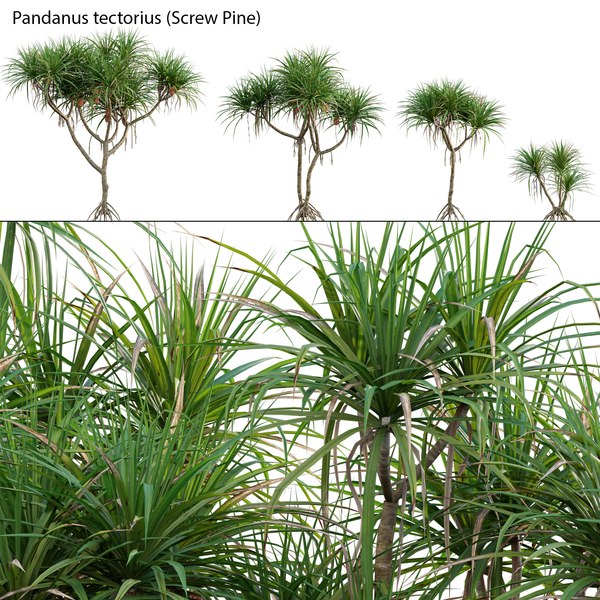 3D Pandanus Models | TurboSquid
