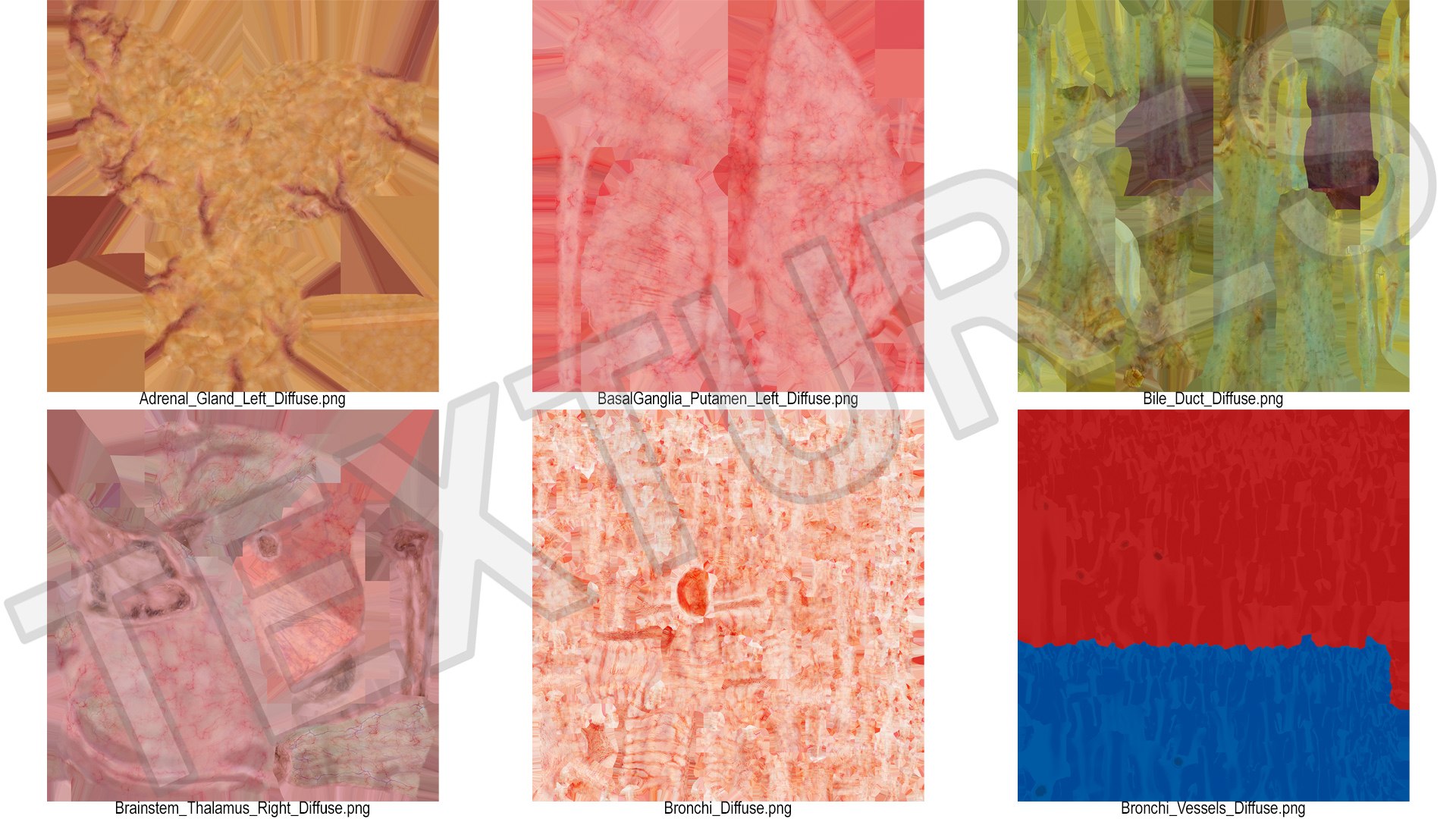 3D Digestive And Lymphatic System Male Anatomy Rigged For Cinema 4D ...