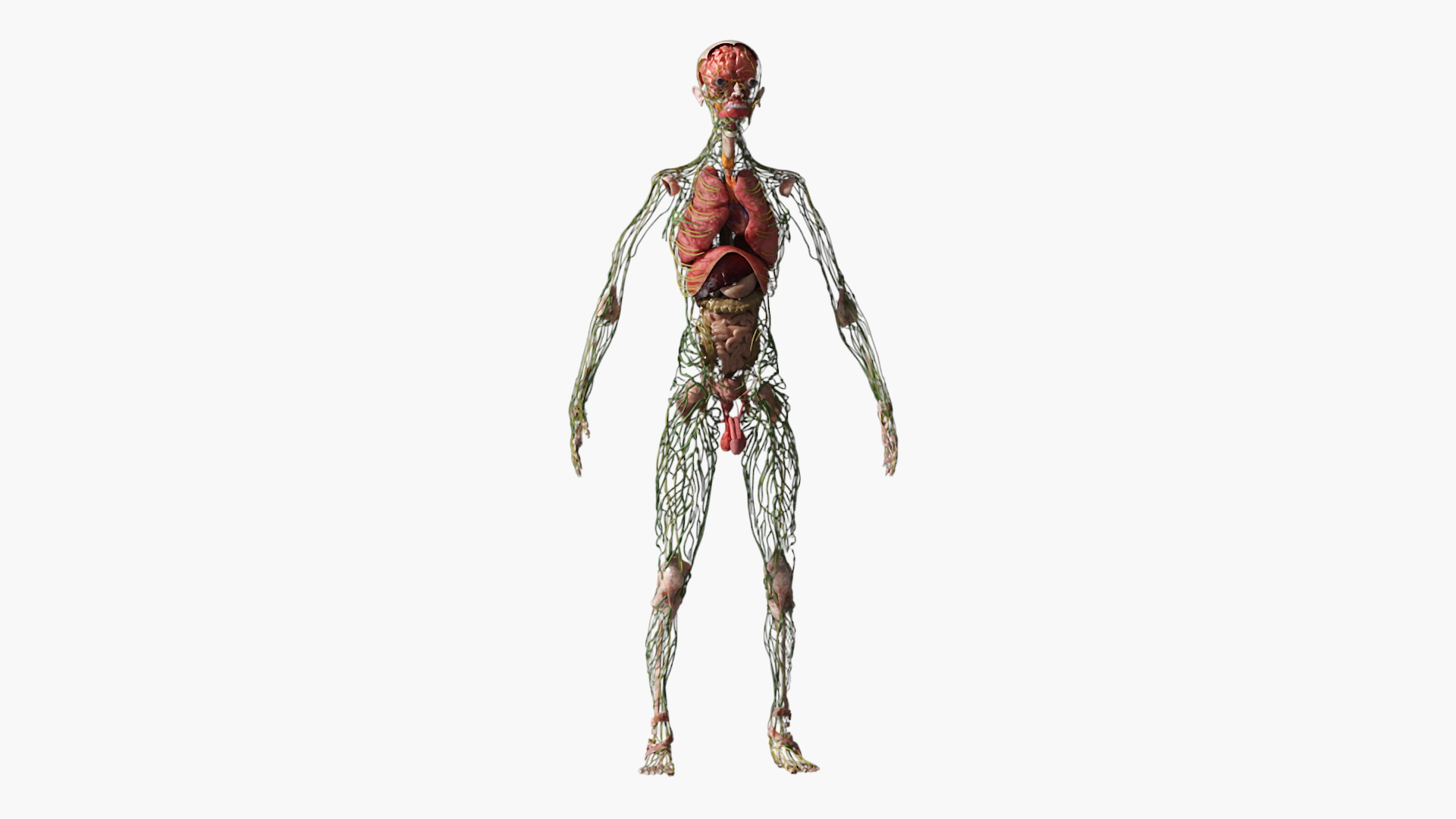 3D Digestive And Lymphatic System Male Anatomy Rigged For Cinema 4D ...