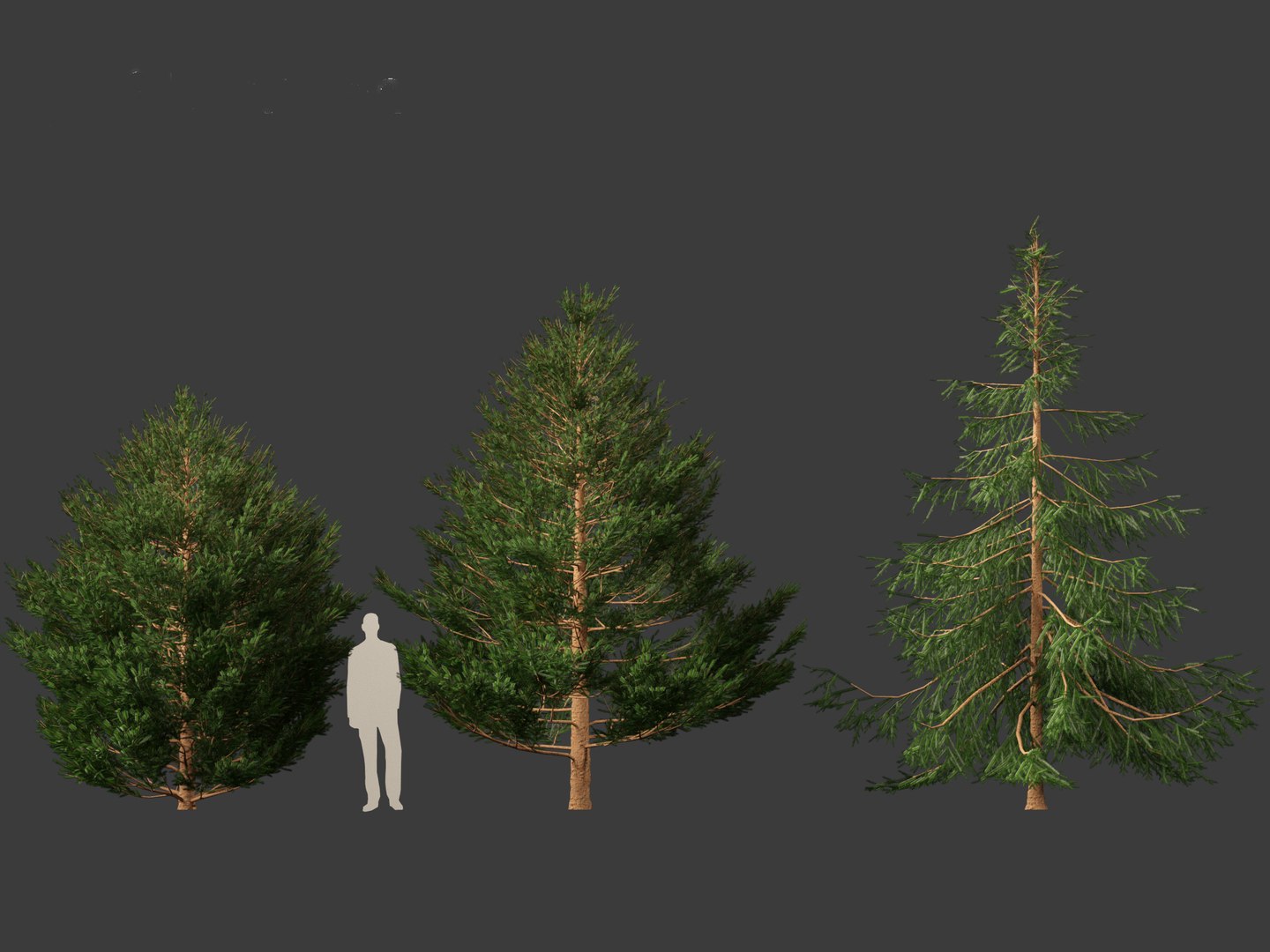 Picea Rubens - Red Spruce Model - TurboSquid 2131255