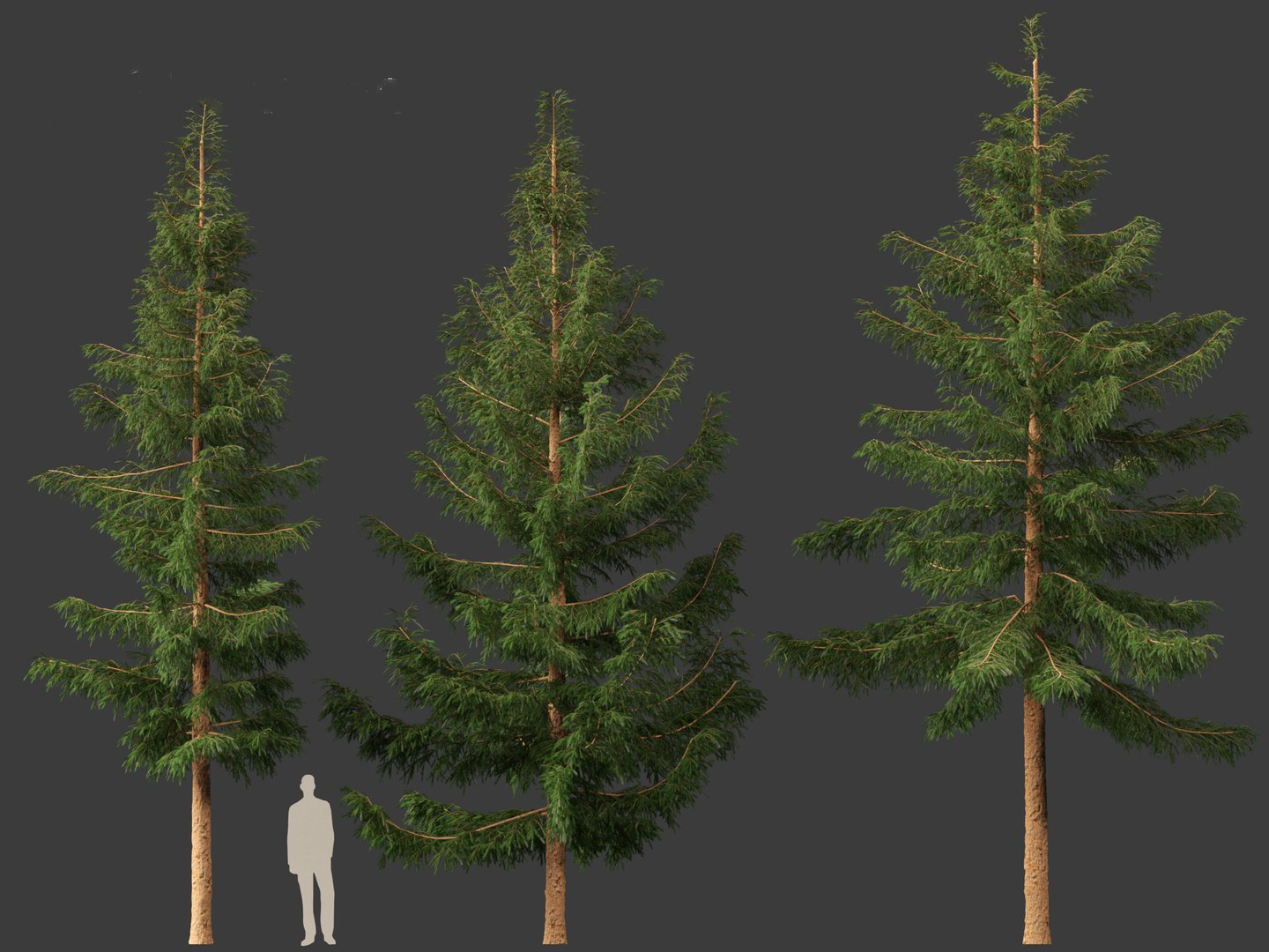 Picea Rubens - Red Spruce Model - TurboSquid 2131255