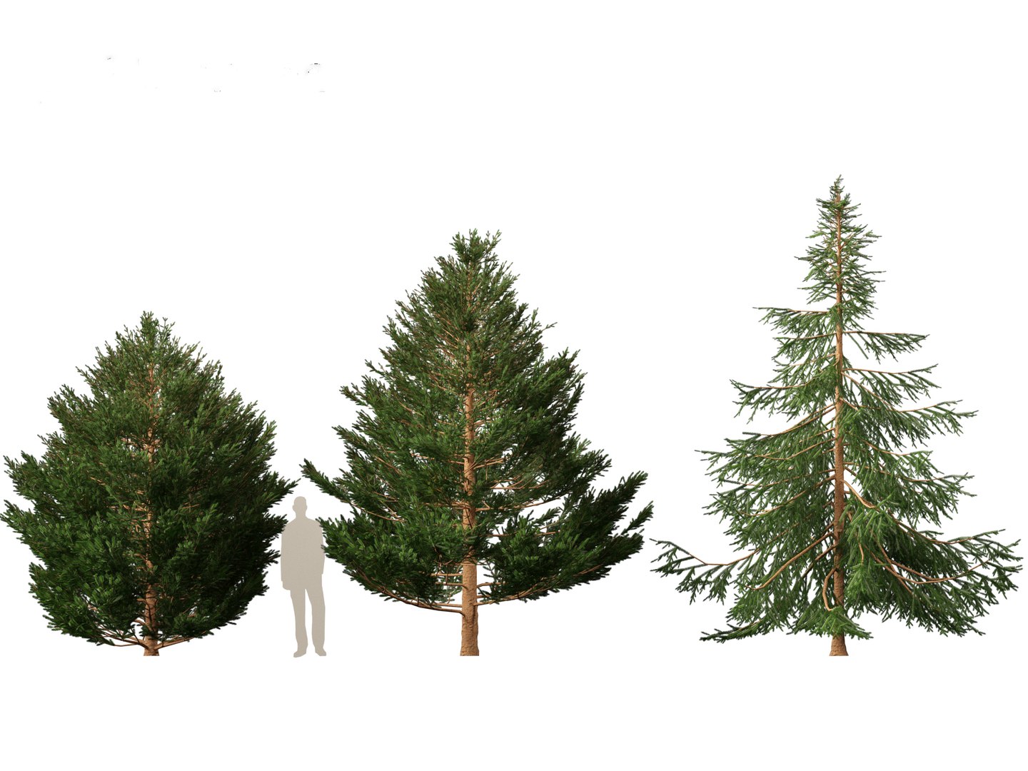 Picea Rubens - Red Spruce Model - TurboSquid 2131255