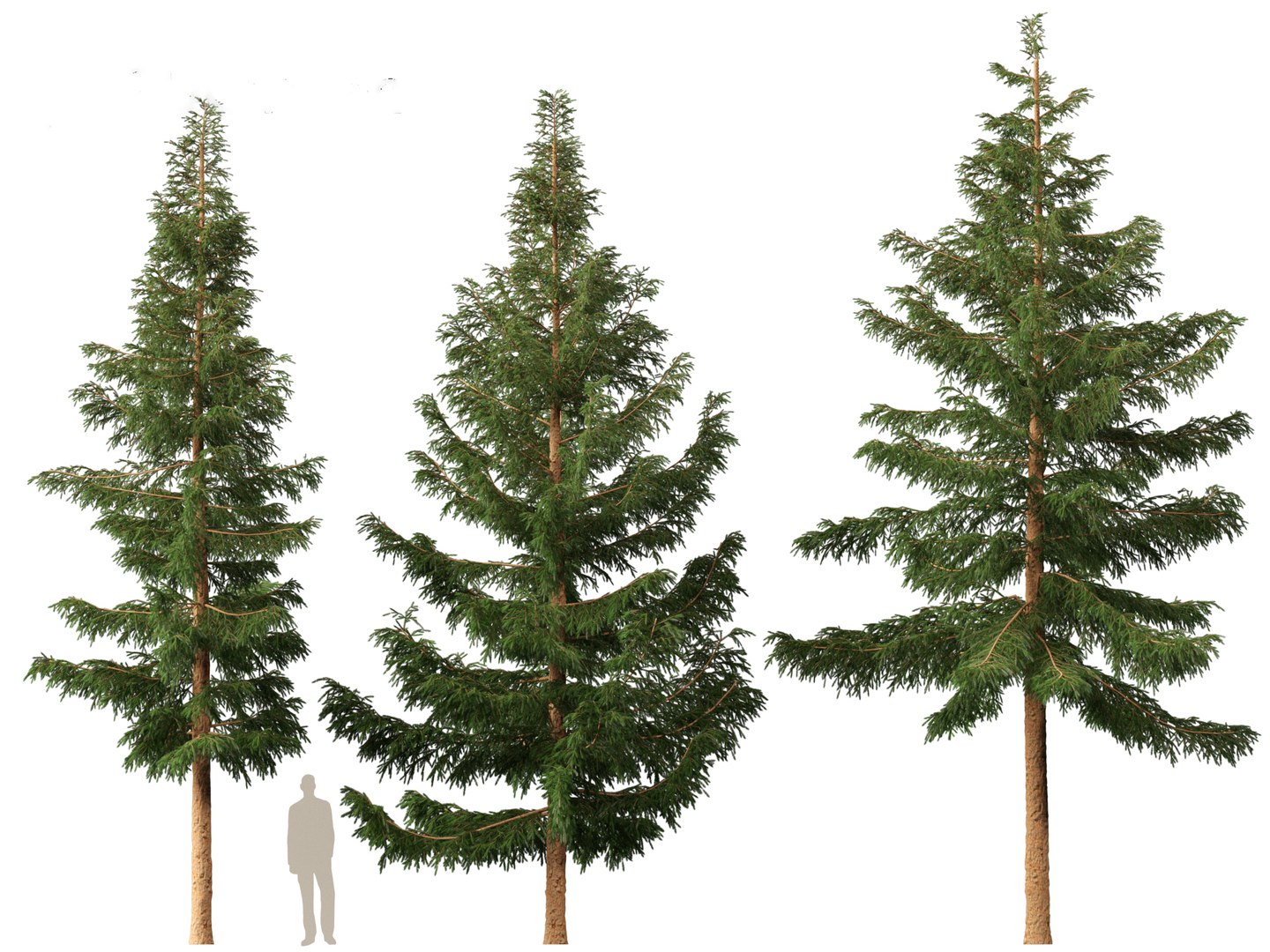 Picea Rubens - Red Spruce Model - TurboSquid 2131255