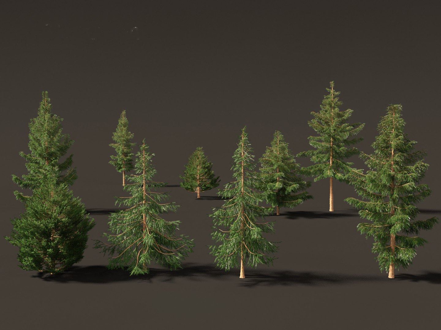 Picea Rubens - Red Spruce Model - TurboSquid 2131255