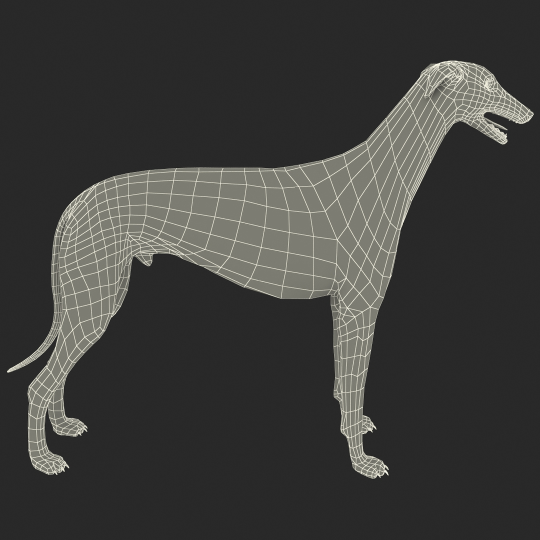 3d model of australian greyhound dog