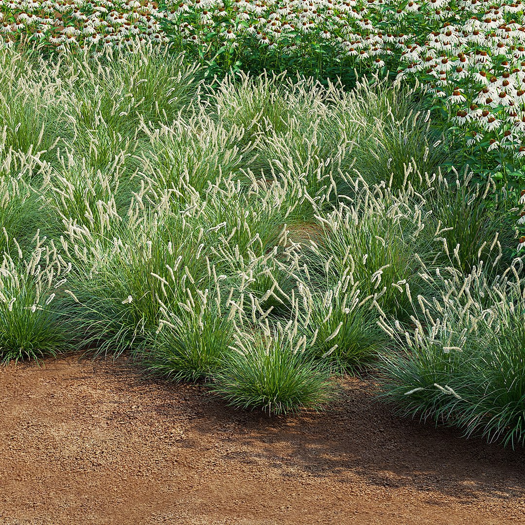 3D Sesleria Autumnalis Model - TurboSquid 1912832