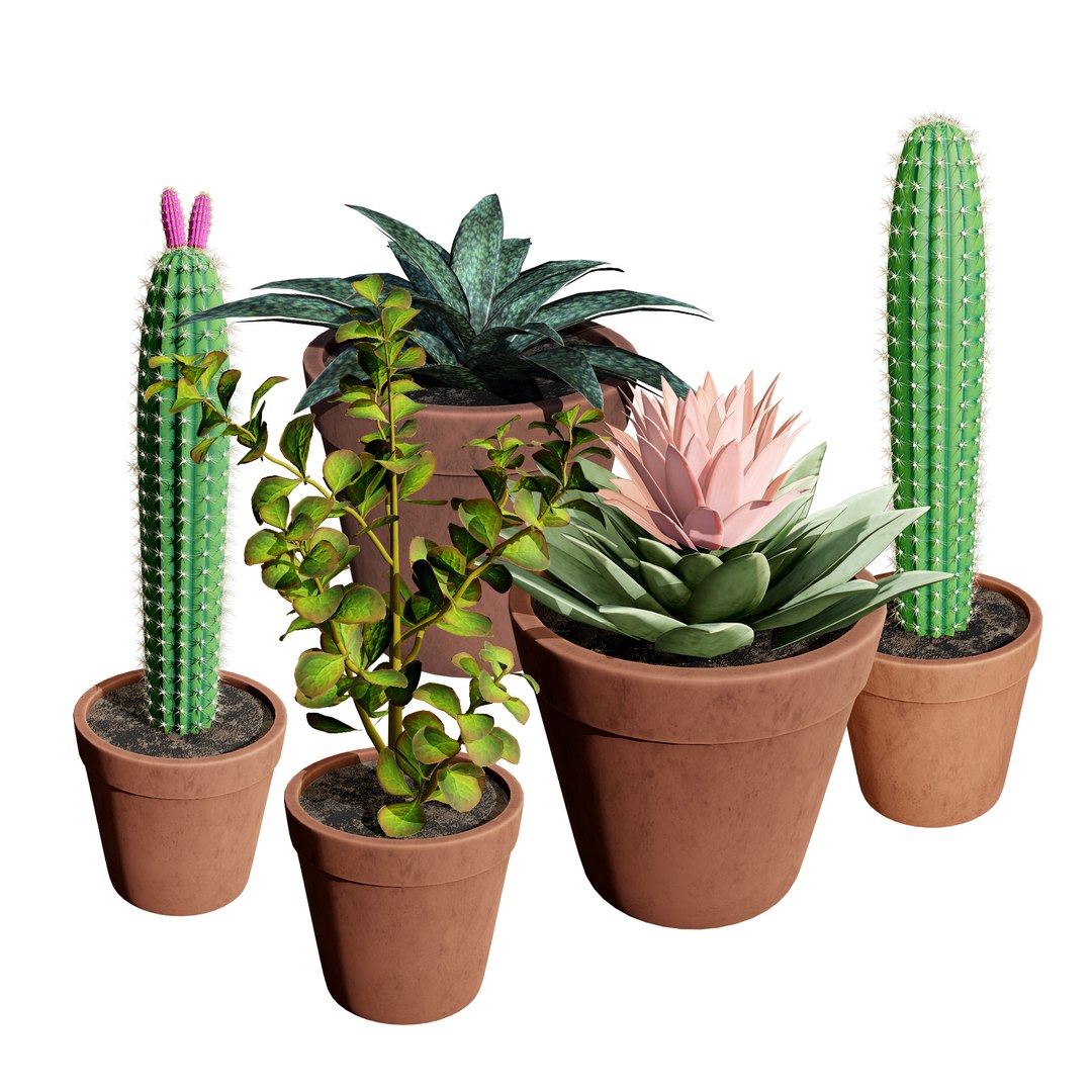 Desert In A Pot: 3D Cacti Models 3D Model - TurboSquid 2242780