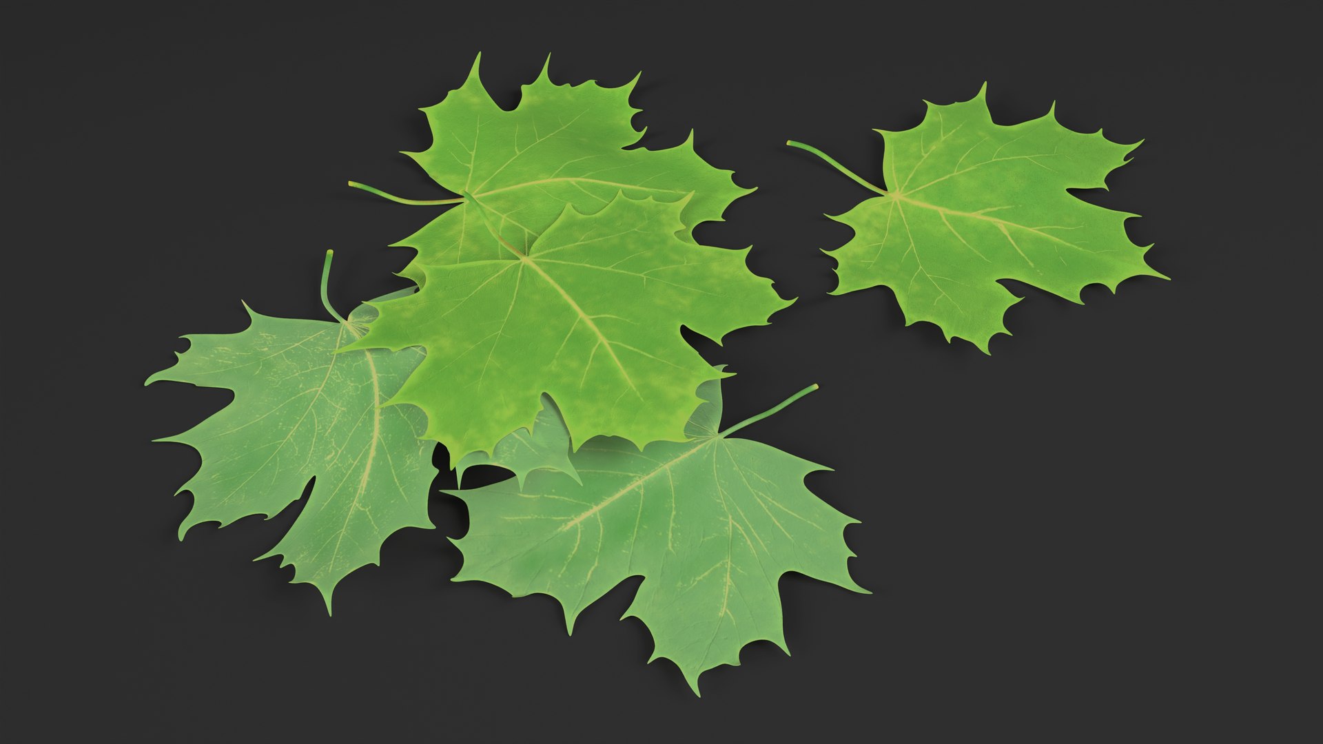 3D Green Maple Leaves Model - TurboSquid 2185740