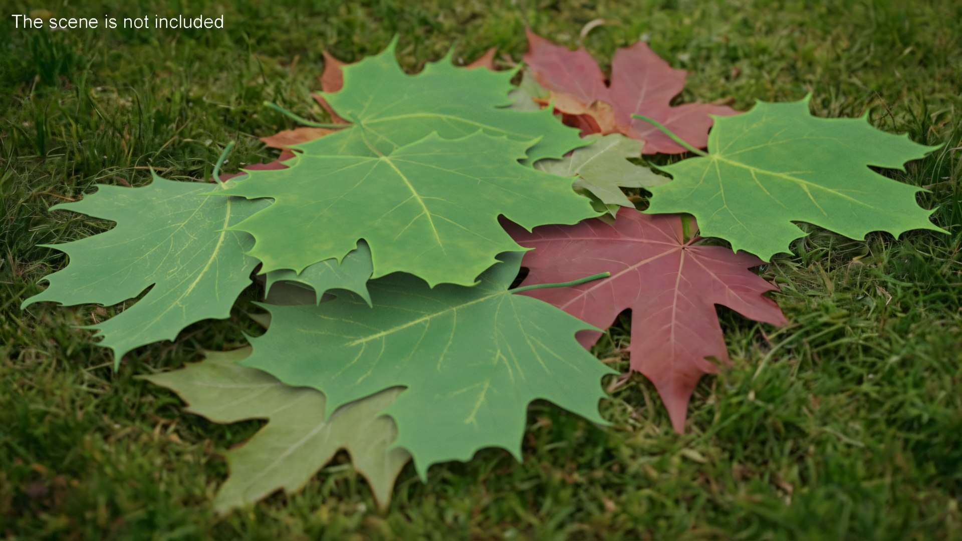 3D Green Maple Leaves Model - TurboSquid 2185740
