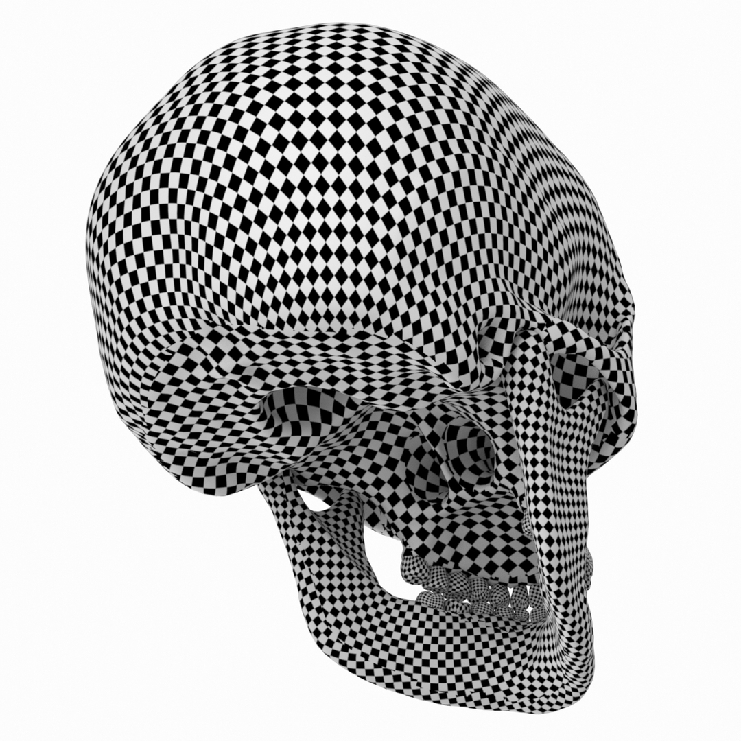 3d caucasoid female skull model