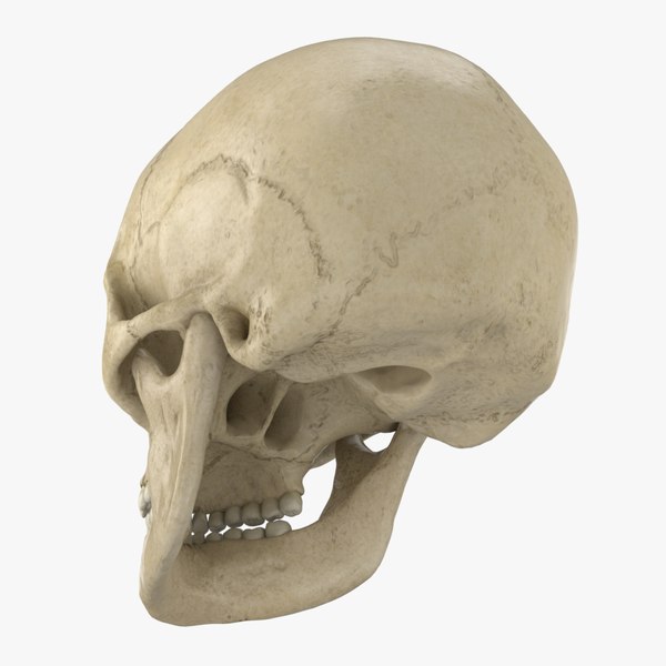3d caucasoid female skull model