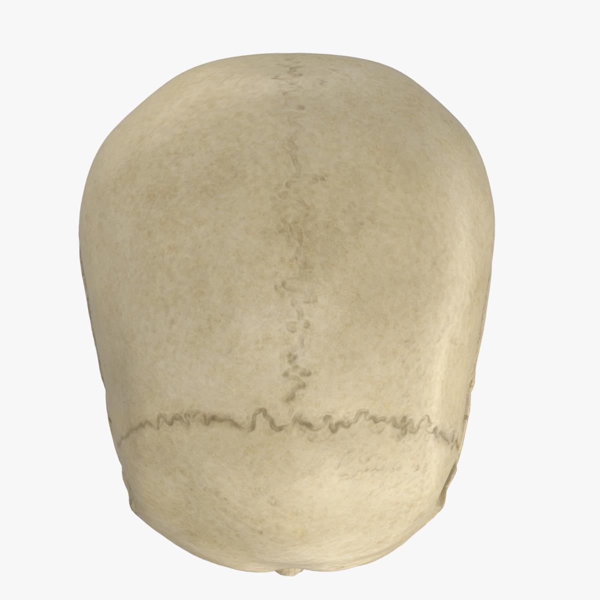 3d caucasoid female skull model