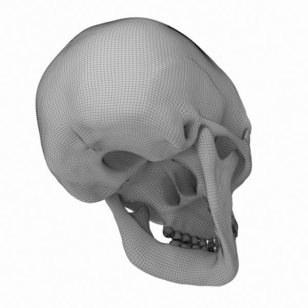 3d caucasoid female skull model