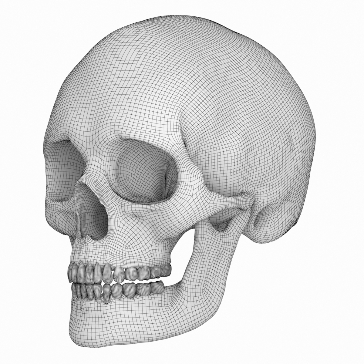 3d caucasoid female skull model