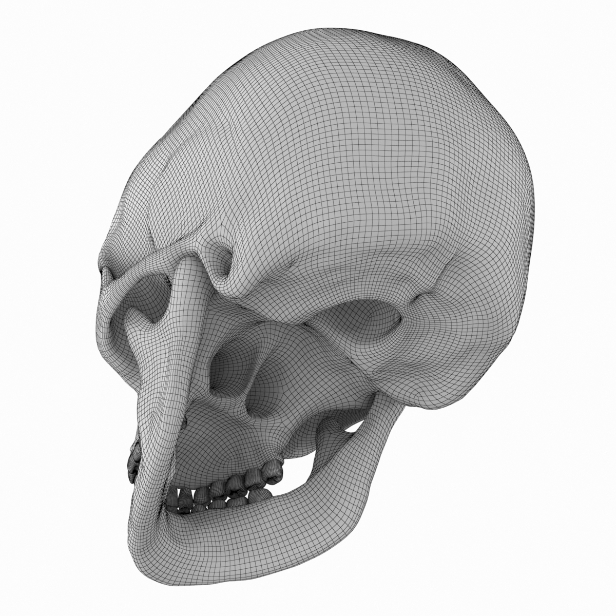 3d caucasoid female skull model
