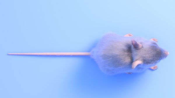 Realistic mouse - fur color 3D model - TurboSquid 1318263