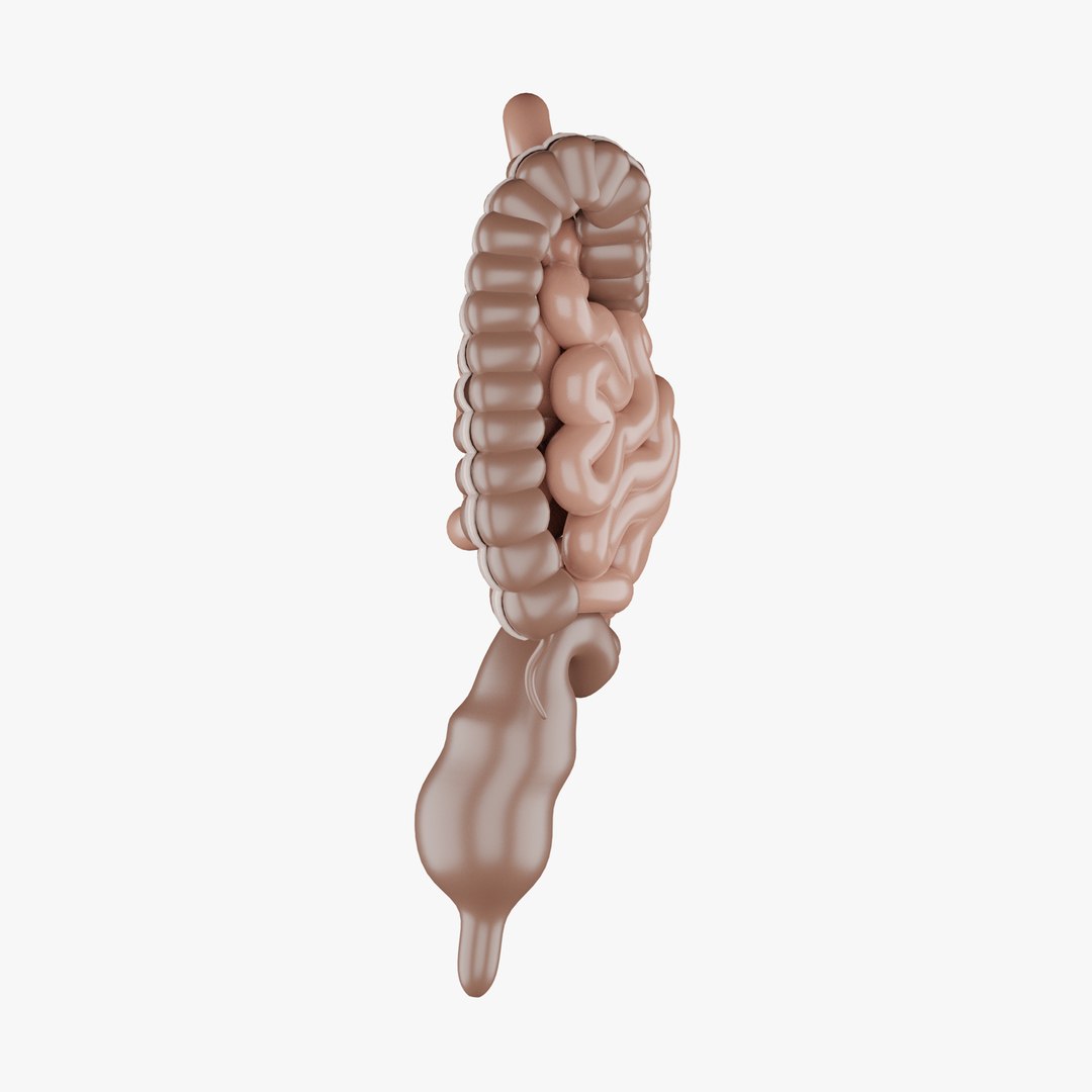 Human Intestines 3D Model - Realistic Human Intestines Anatomy 3D ...