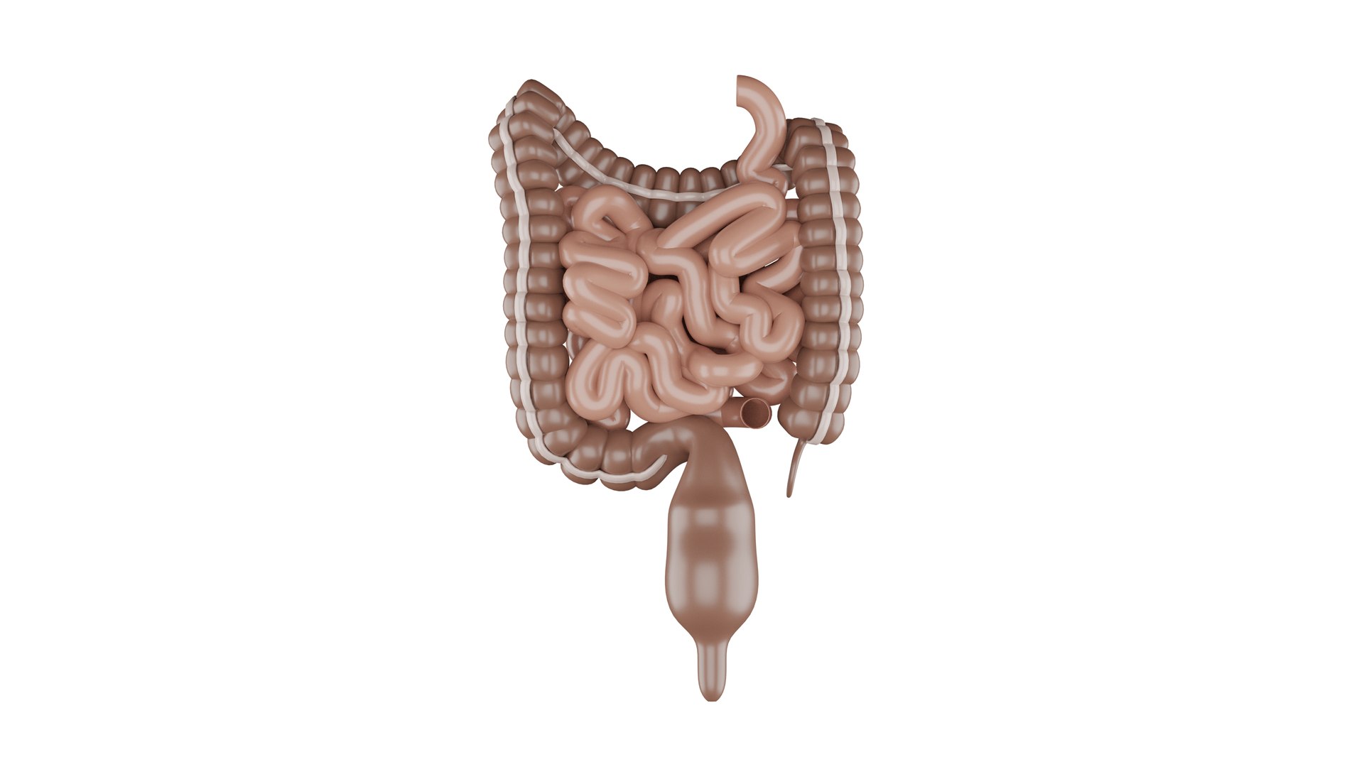 Human Intestines 3D Model - Realistic Human Intestines Anatomy 3D ...