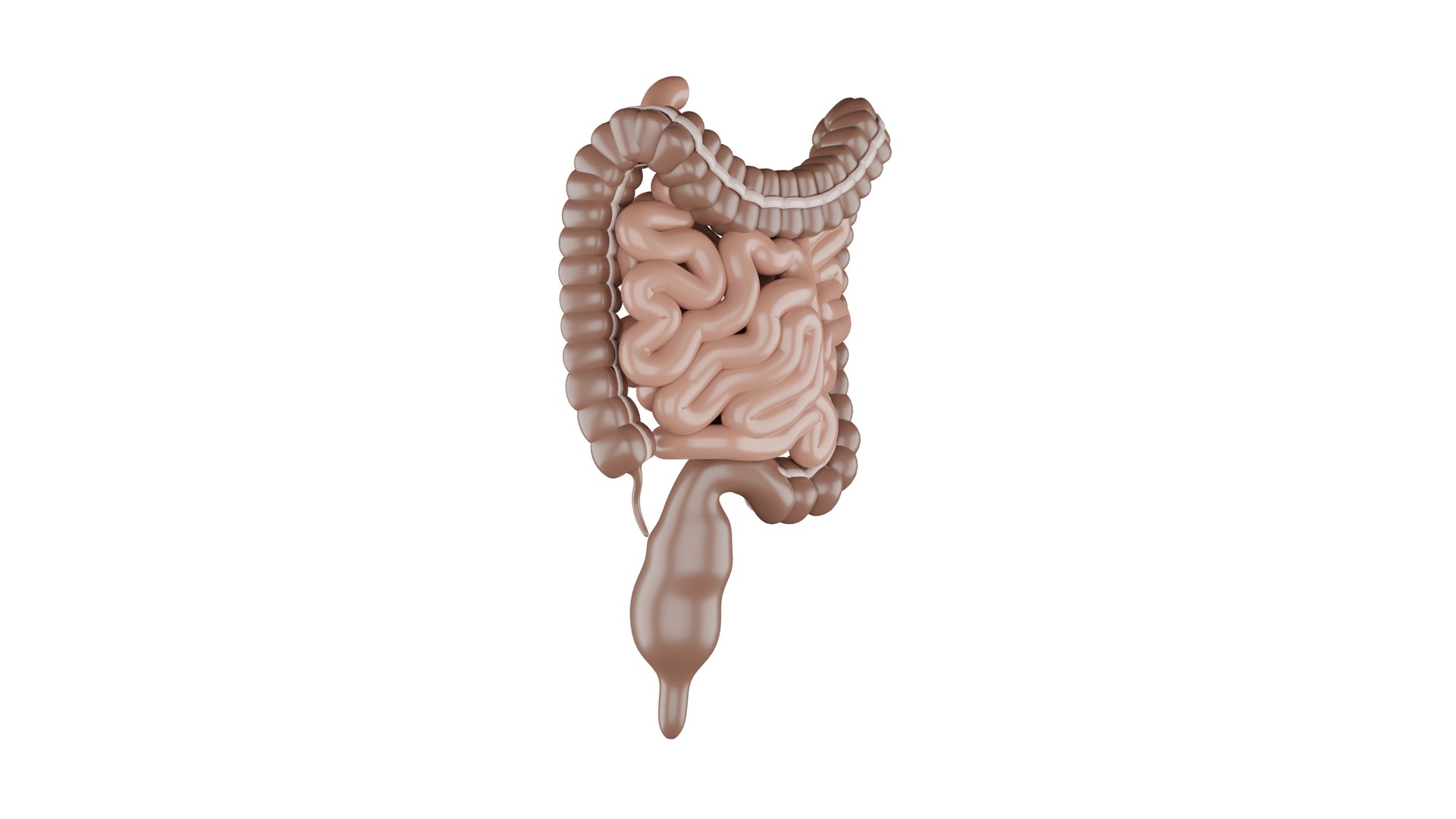 Human Intestines 3D Model - Realistic Human Intestines Anatomy 3D ...