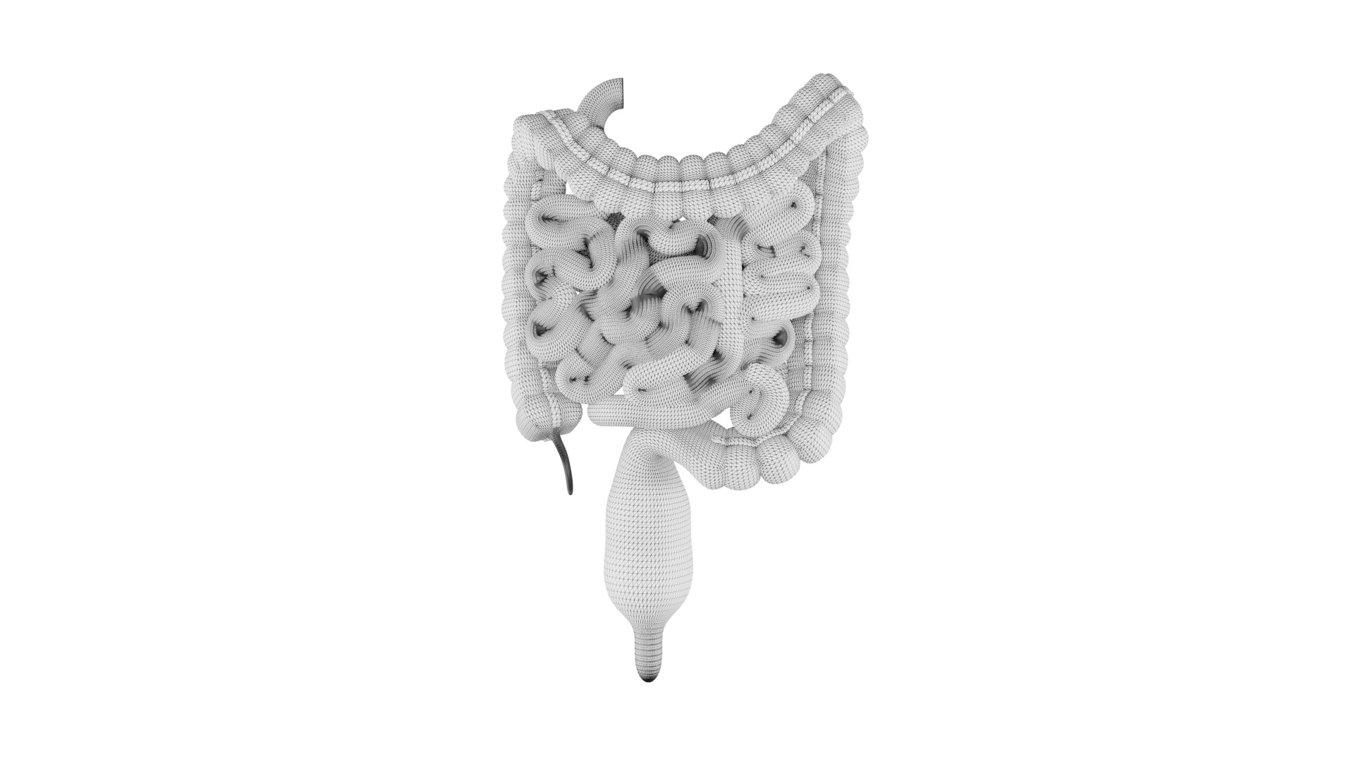 Human Intestines 3D Model - Realistic Human Intestines Anatomy 3D ...