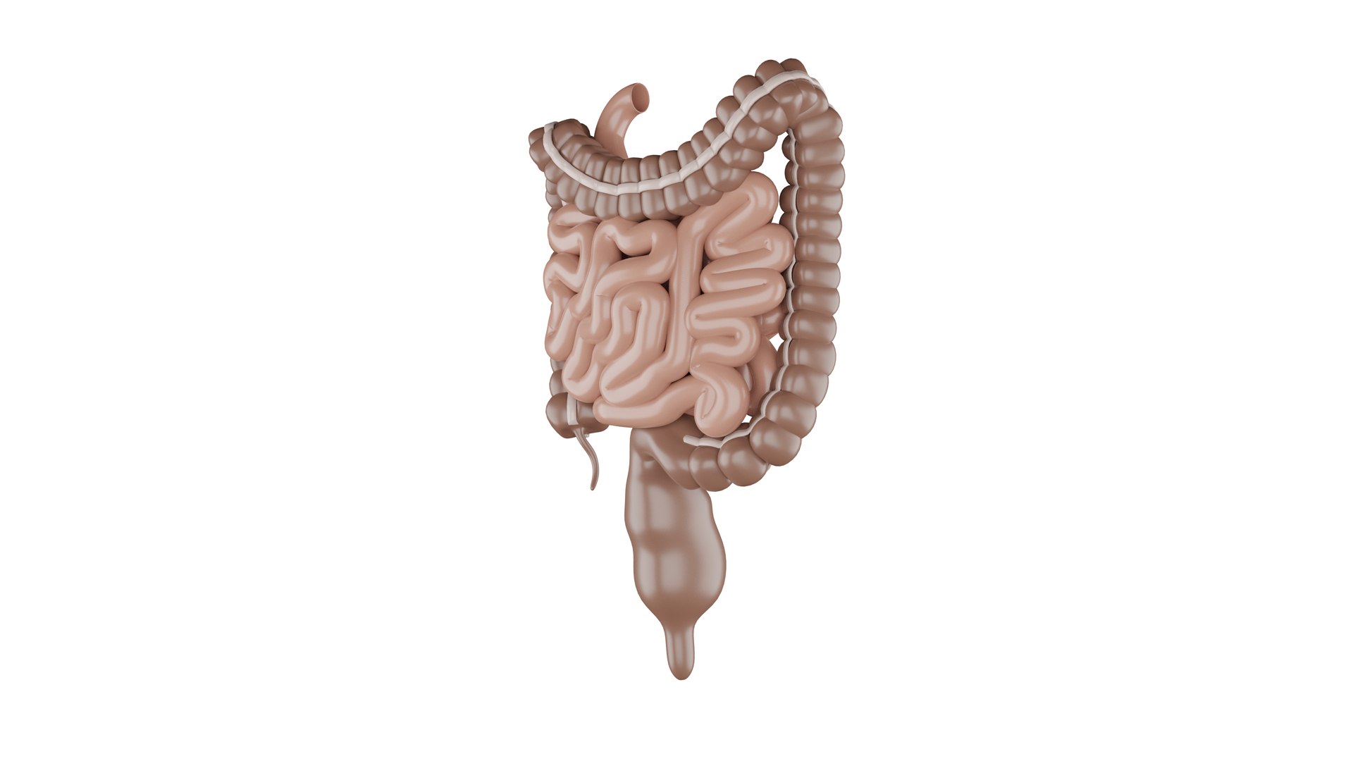 Human Intestines 3D Model - Realistic Human Intestines Anatomy 3D ...