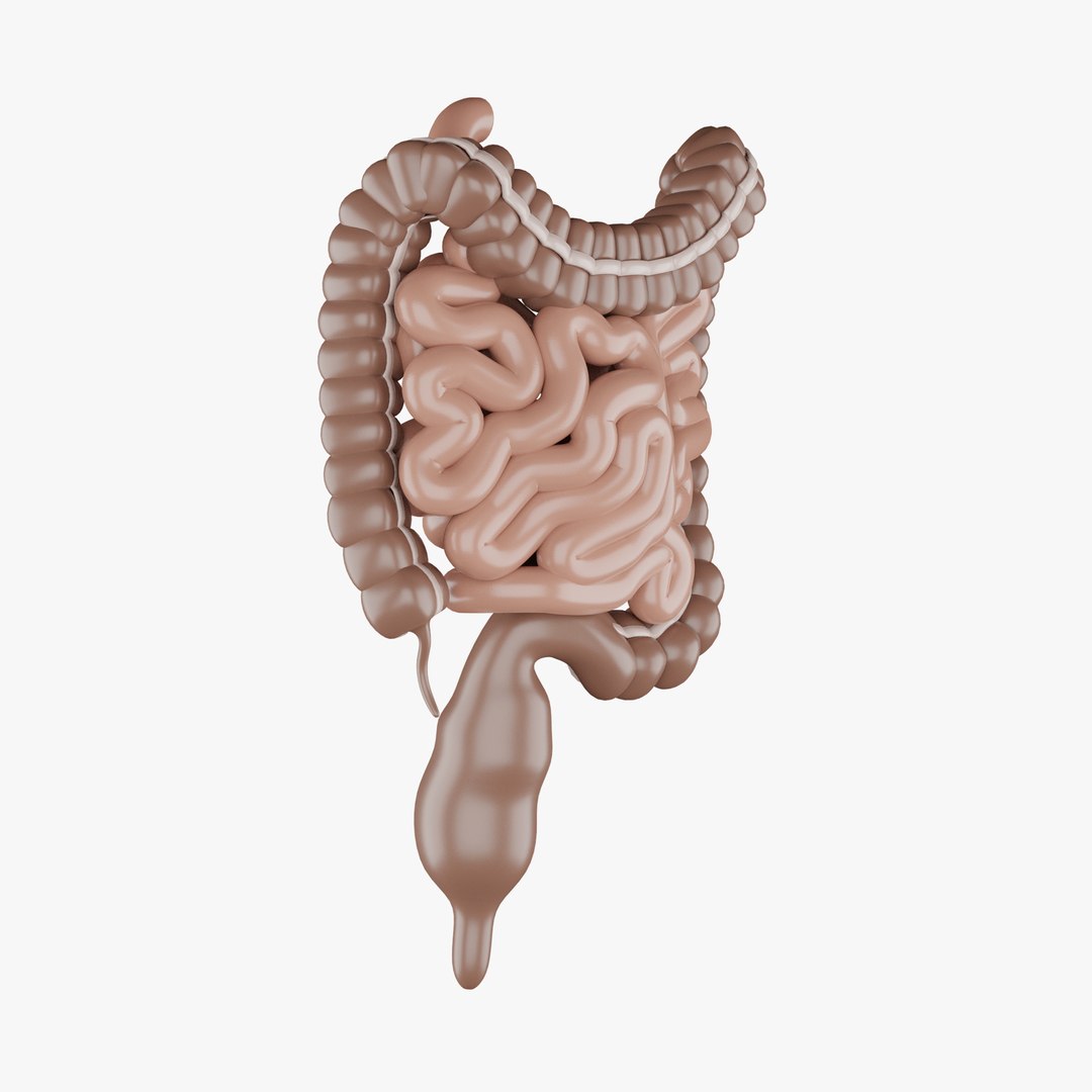 Human Intestines 3D Model - Realistic Human Intestines Anatomy 3D ...