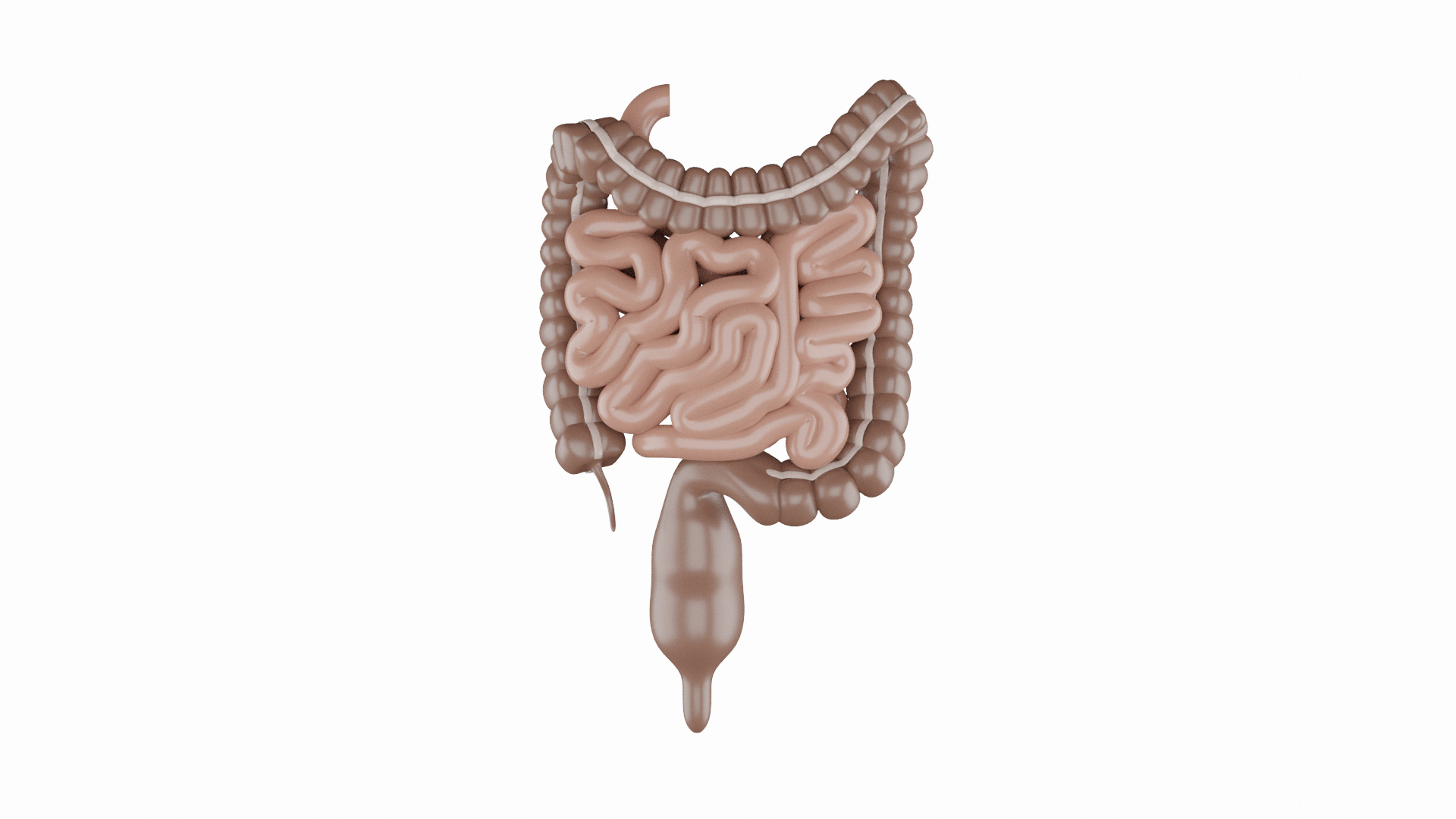 Human Small And Large Intestines Anatomy 3d Model Max