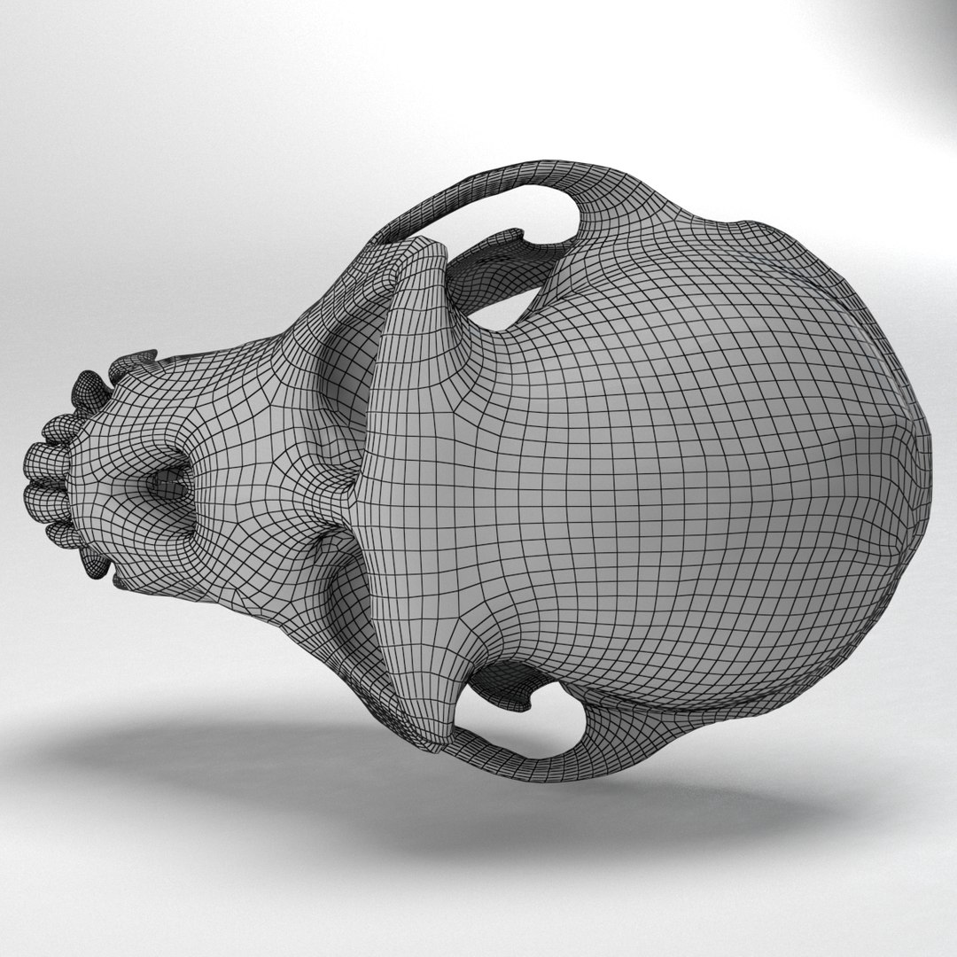 Gibbon Skull 3D Model - TurboSquid 1291444