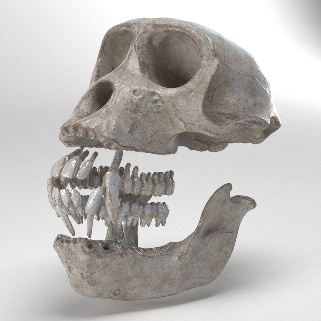 Gibbon Skull 3D Model - TurboSquid 1291444