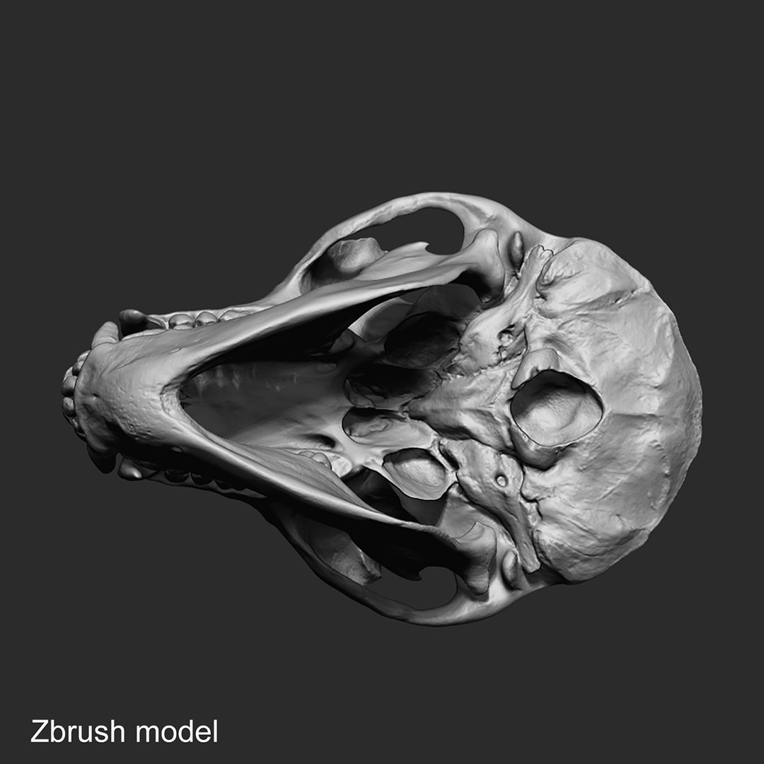 Gibbon Skull 3D Model - TurboSquid 1291444