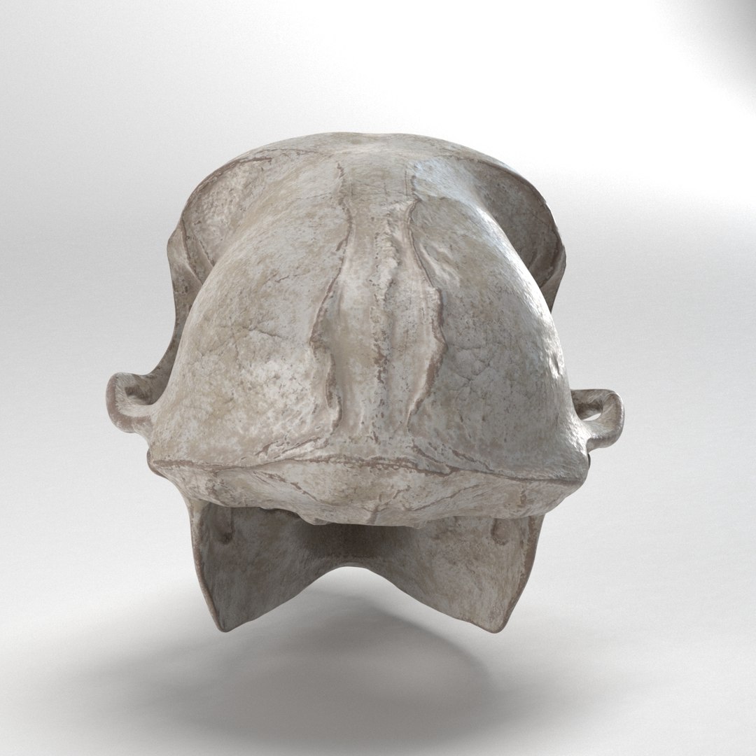 Gibbon Skull 3D Model - TurboSquid 1291444