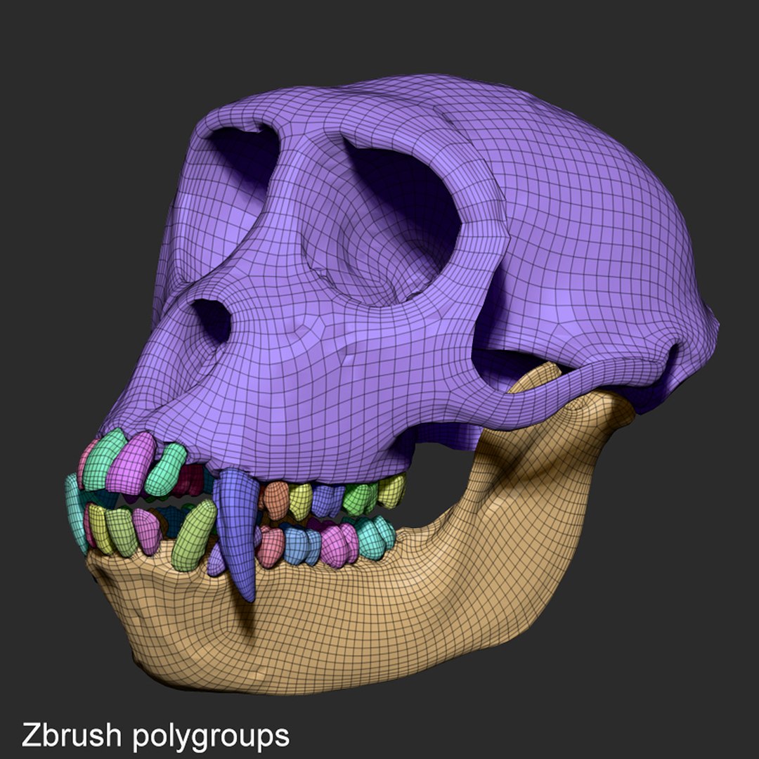 Gibbon Skull 3D Model - TurboSquid 1291444