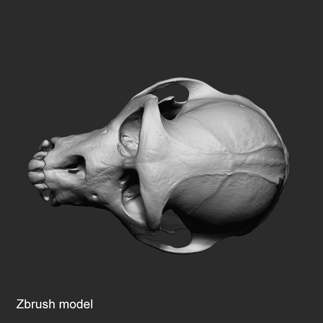 Gibbon Skull 3D Model - TurboSquid 1291444