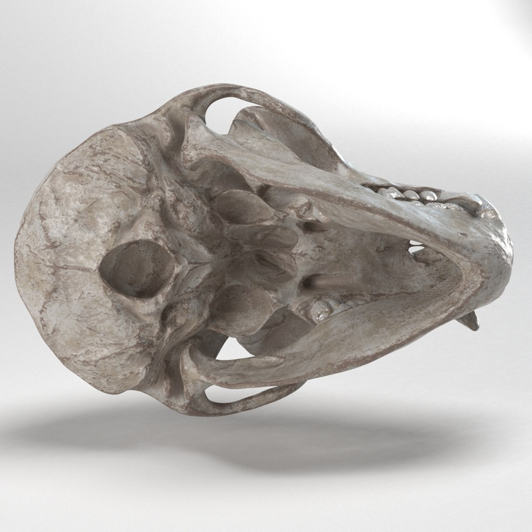 Gibbon Skull 3D Model - TurboSquid 1291444