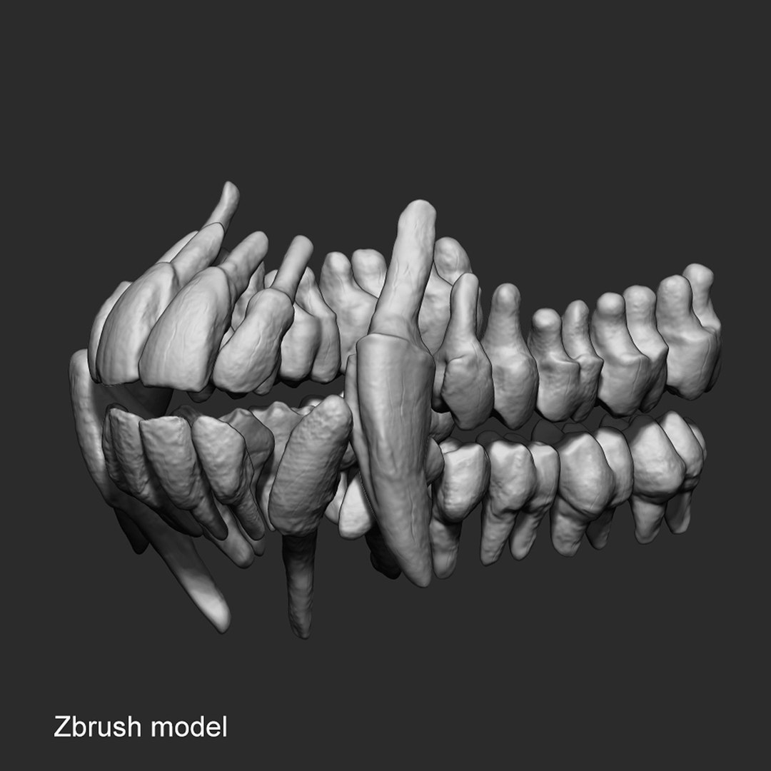 Gibbon skull 3D model - TurboSquid 1291444