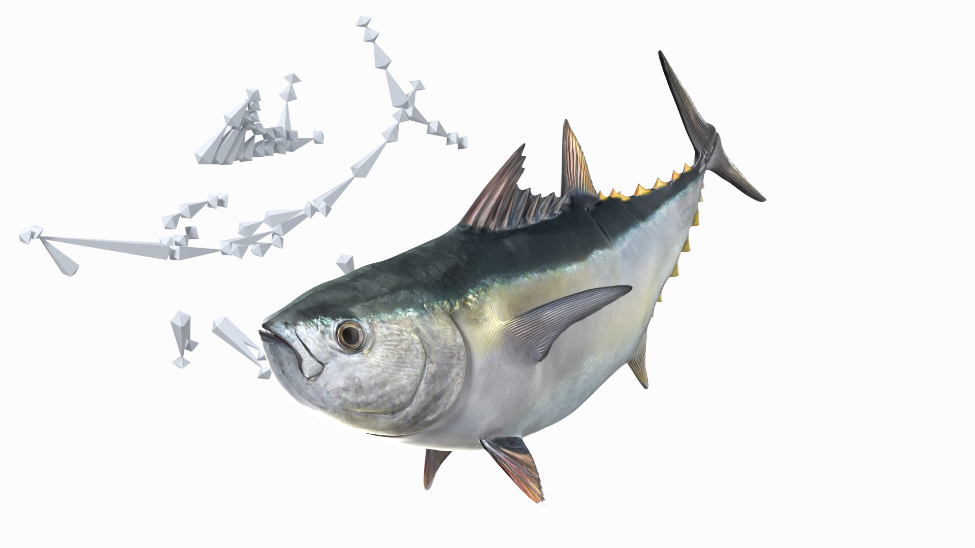 3D Bluefin Tuna Rigged Model - TurboSquid 2354640