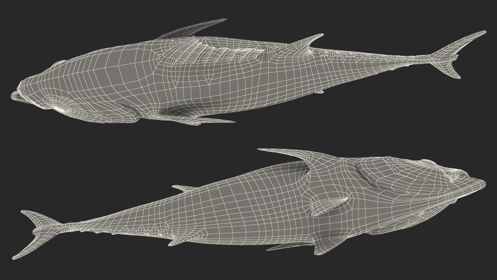 3D Bluefin Tuna Rigged Model - TurboSquid 2354640